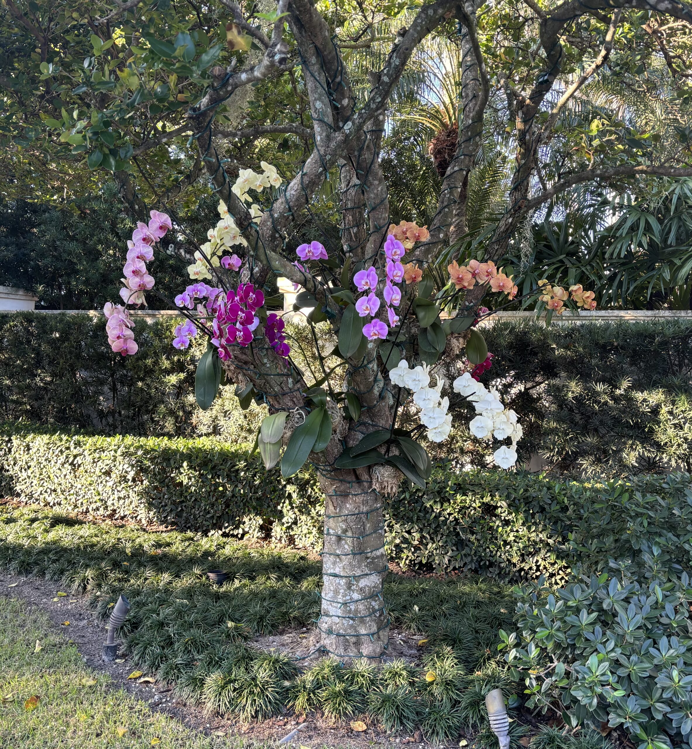 Starting 2024 with a Full Heart - The Shu Box